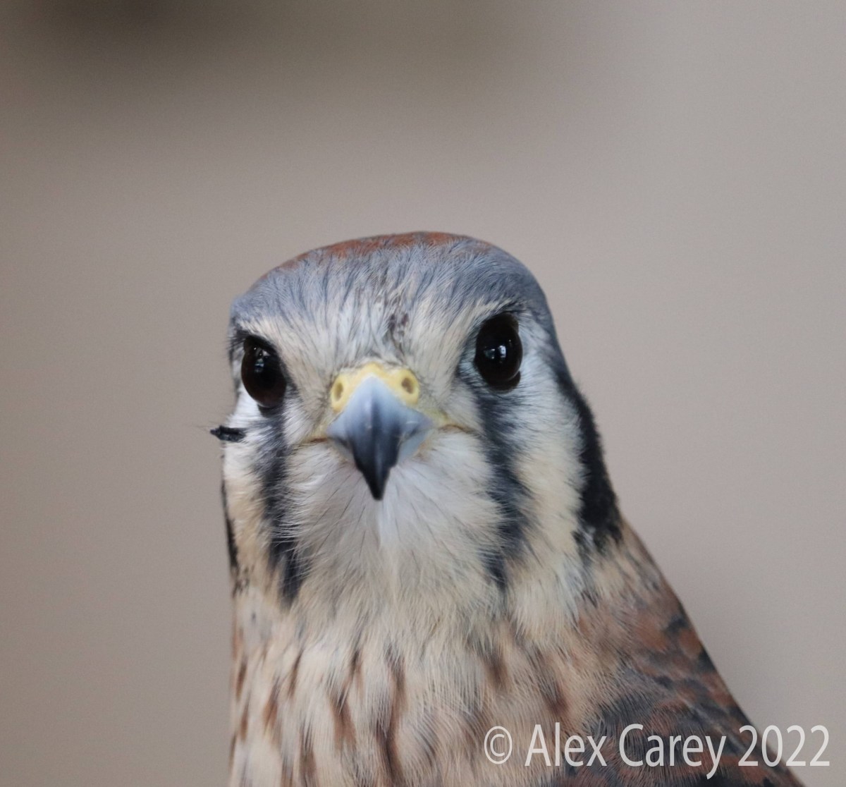 Visiting The Gabbert Raptor Center – Alejandro Carey
